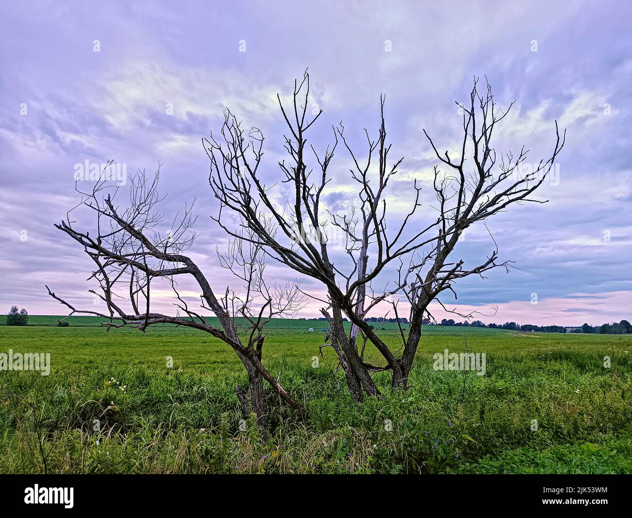 Lone dry dead tree. Storm Rainy weather. Summer overcast sky. Green ...