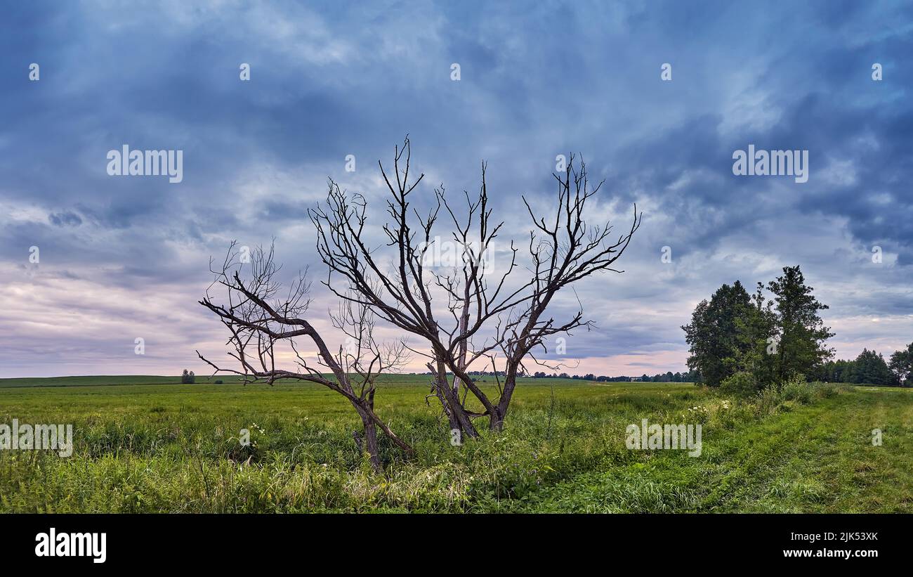 Lone dry dead tree. Storm Rainy weather. Summer overcast sky. Green ...
