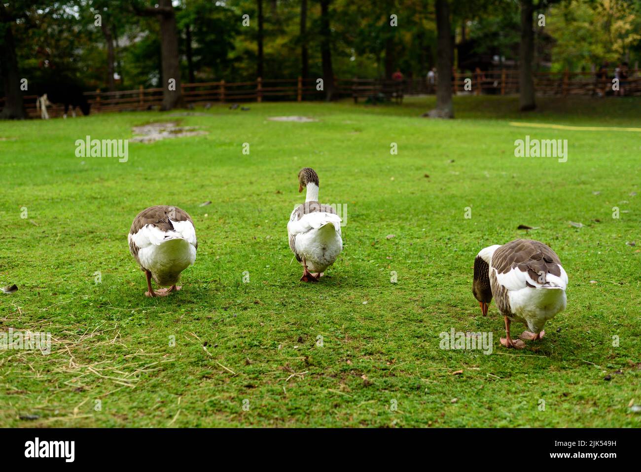Grey goose on farm hi-res stock photography and images - Alamy