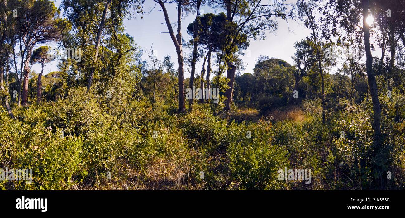 Mediterranean bush overview with evergreen plants, shrubs, uncultivated ...