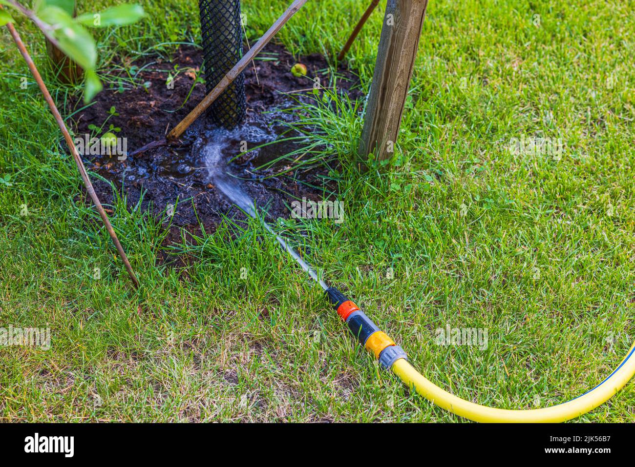 Close up view of irrigation hose on green grass lawn watering tree in ...
