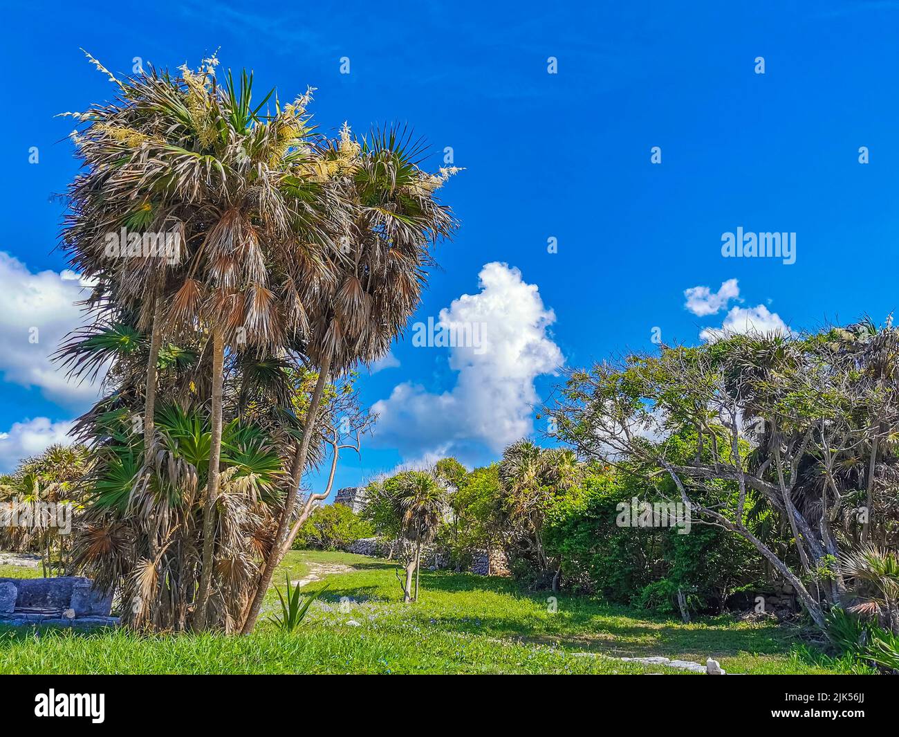 Ancient Tulum ruins Mayan site with temple ruins pyramids and artifacts ...