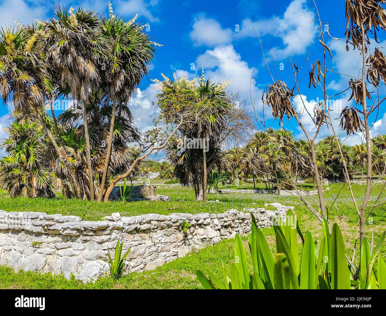 Ancient Tulum ruins Mayan site with temple ruins pyramids and artifacts ...