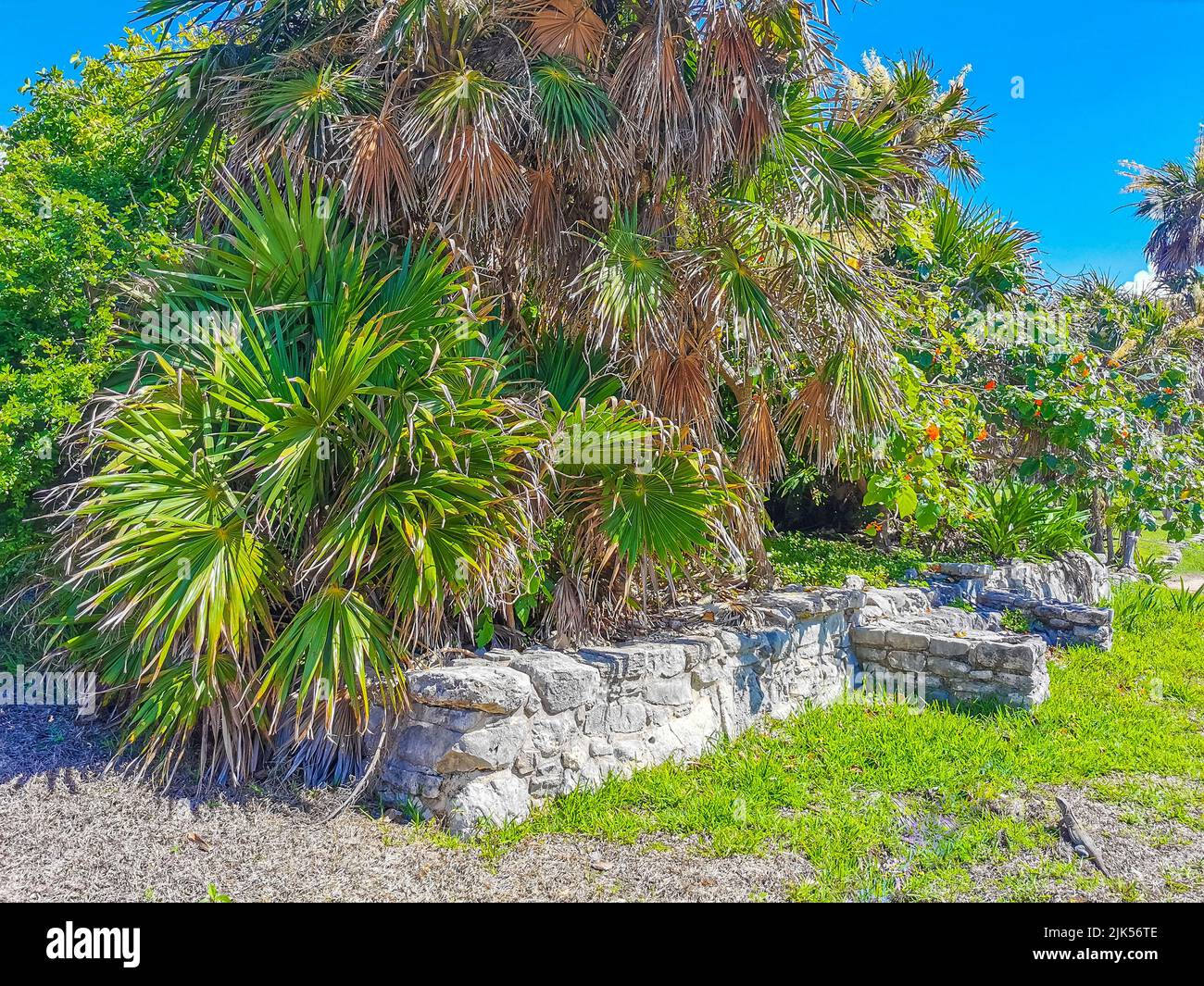 Ancient Tulum ruins Mayan site with temple ruins pyramids and artifacts ...