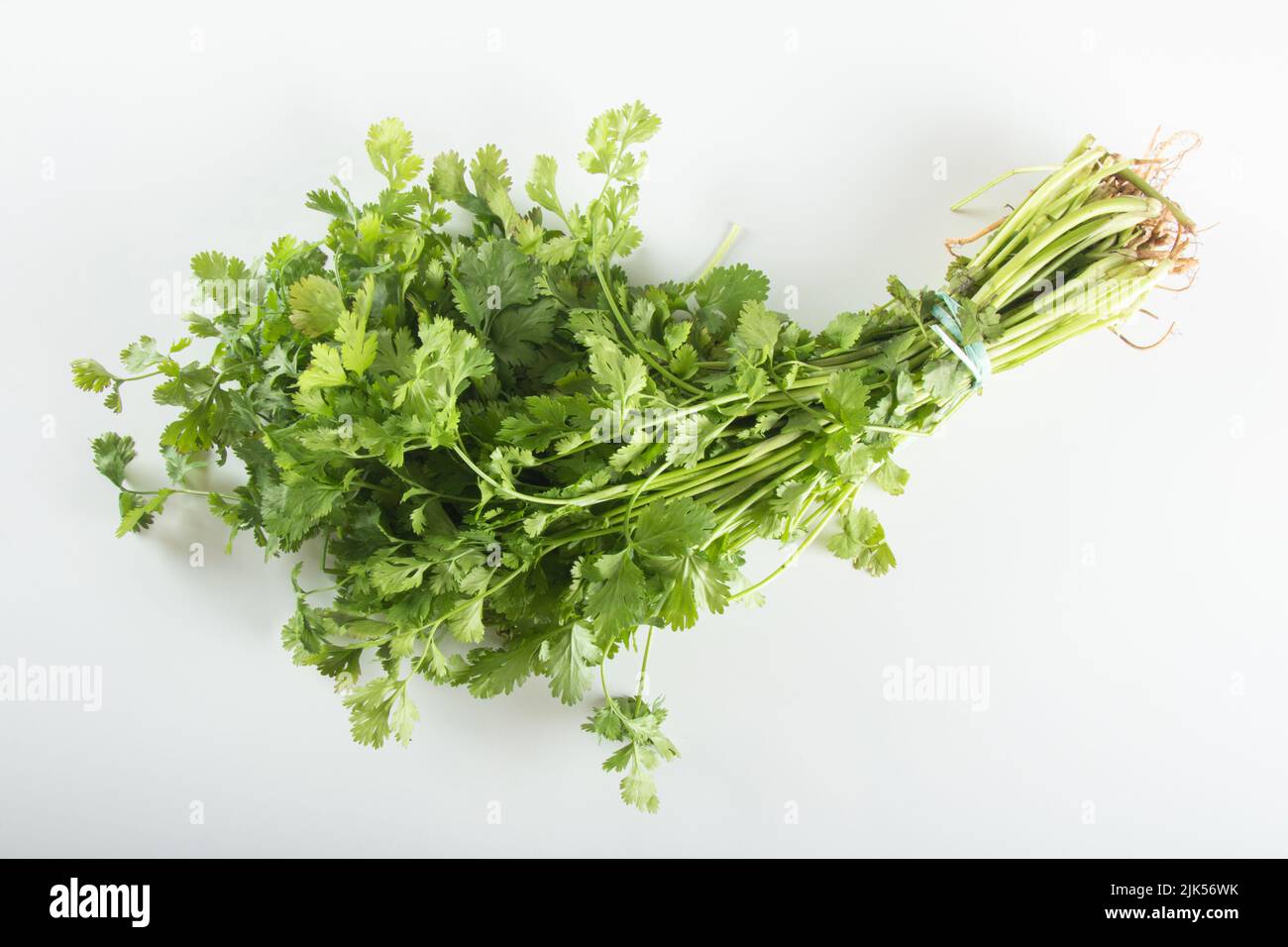 Green coriander isolated on white background Stock Photo - Alamy