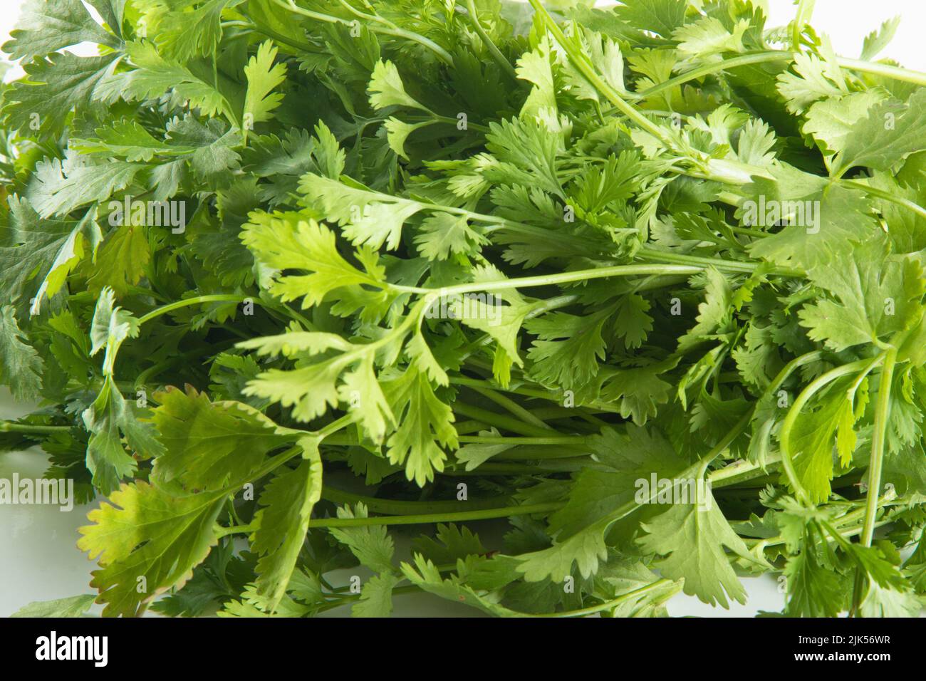 Green coriander isolated on white background Stock Photo - Alamy