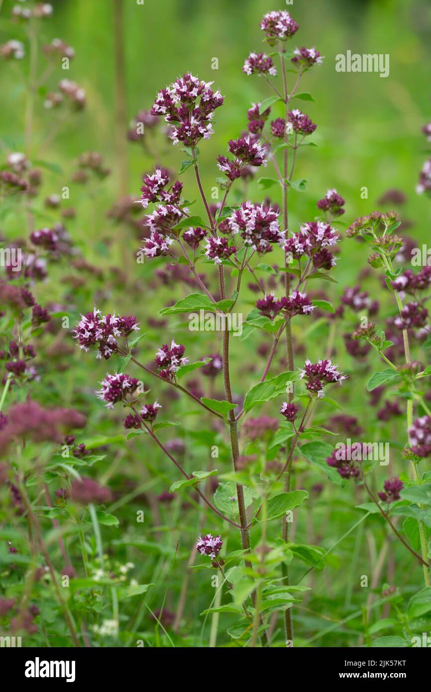 Oregano, Origanum vulgare, this plant attratcs many insects Stock Photo ...