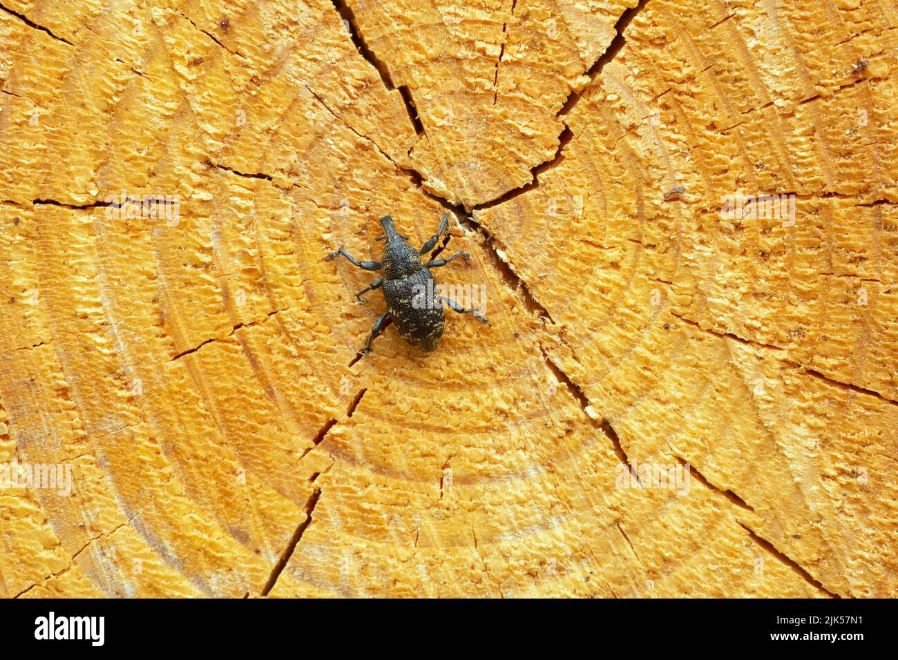 Large pine weevil, Hylobius abietis on fresh coniferous wood Stock ...