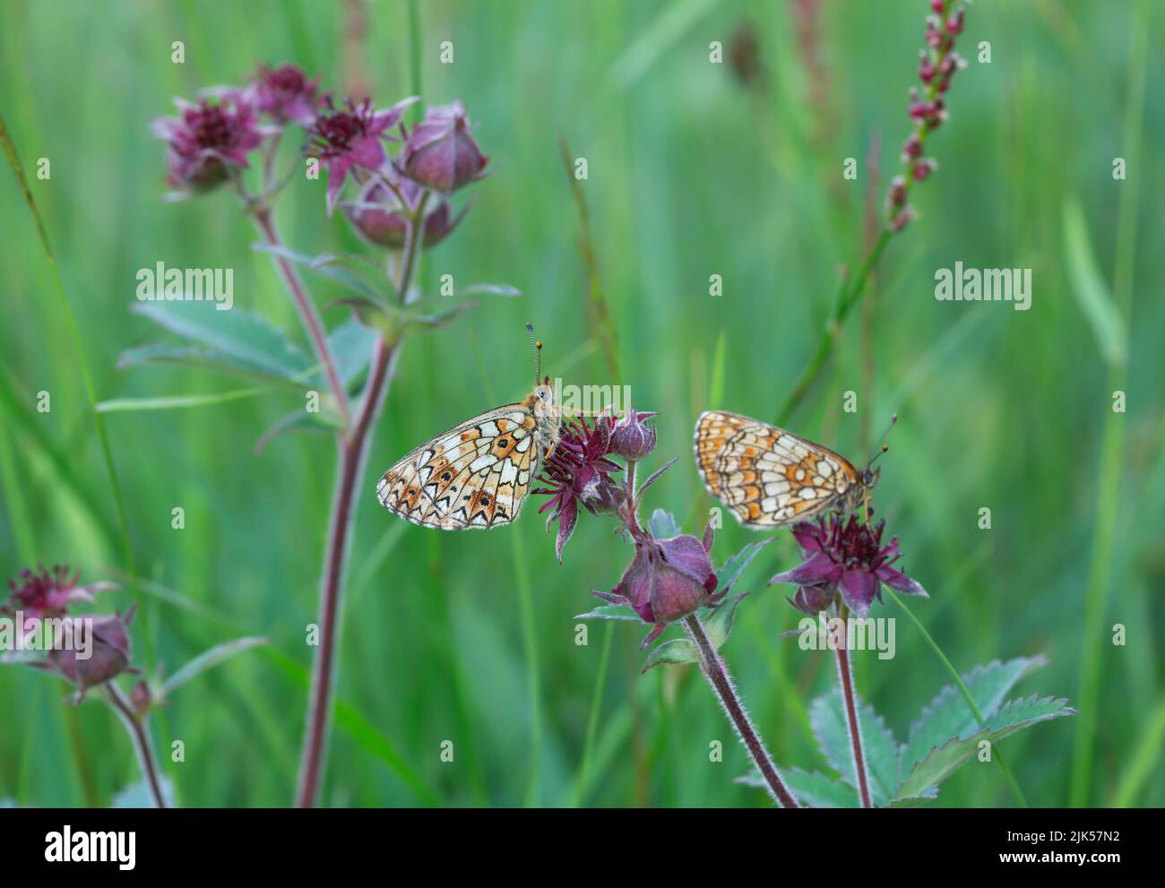 Heath fritillary, Melitaea athalia resting on Purple Marshlocks ...
