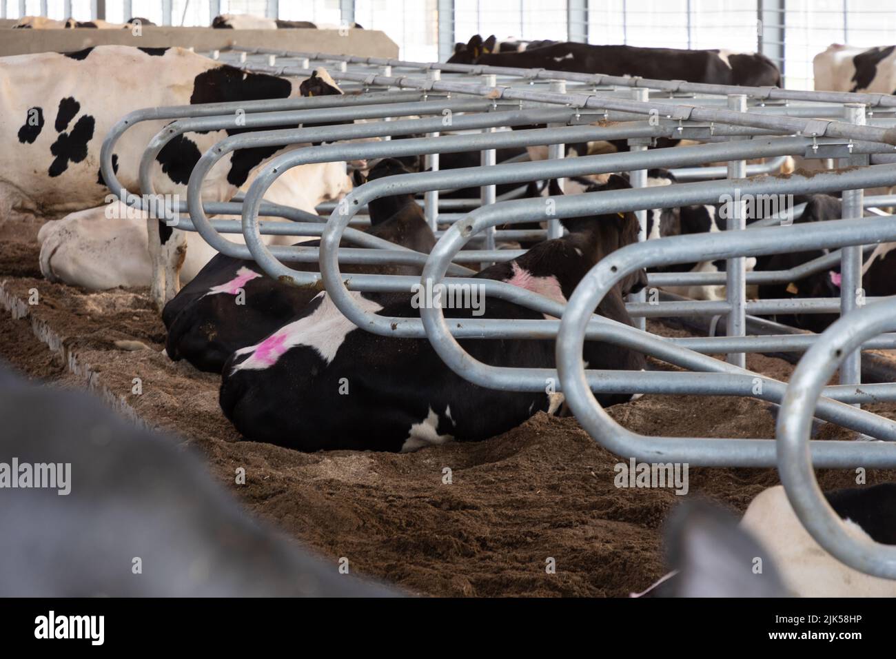 a group of lying resting cows on a modern dairy farm Stock Photo - Alamy
