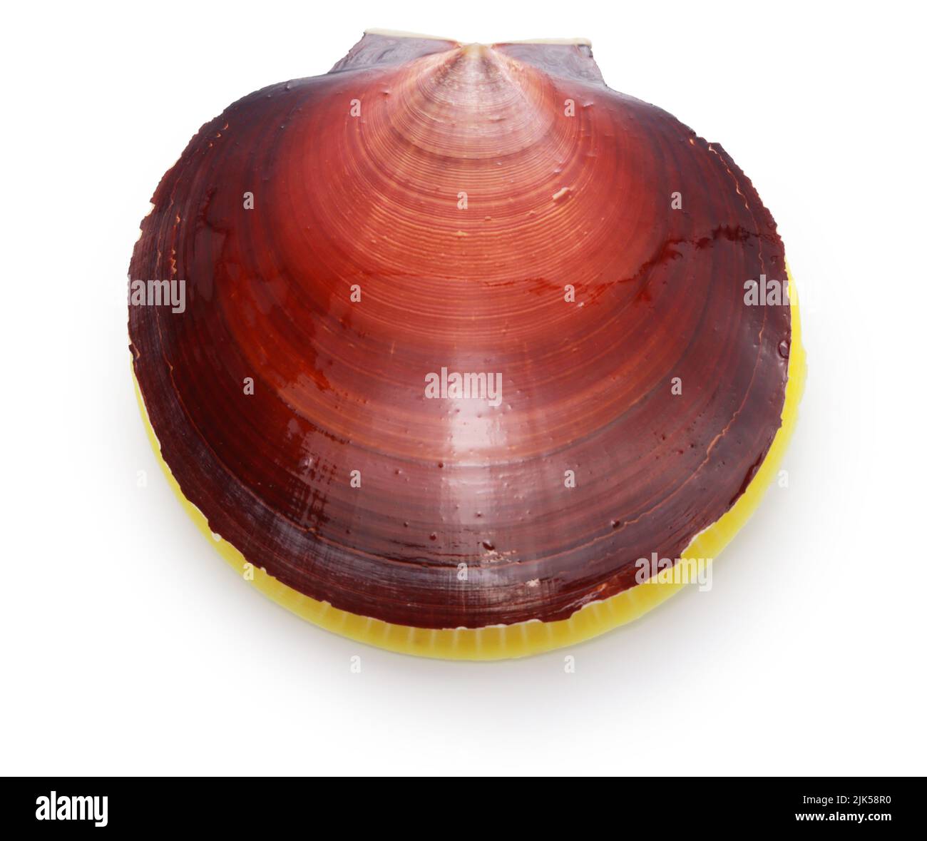 Japanese moon scallop isolated on white background Stock Photo - Alamy