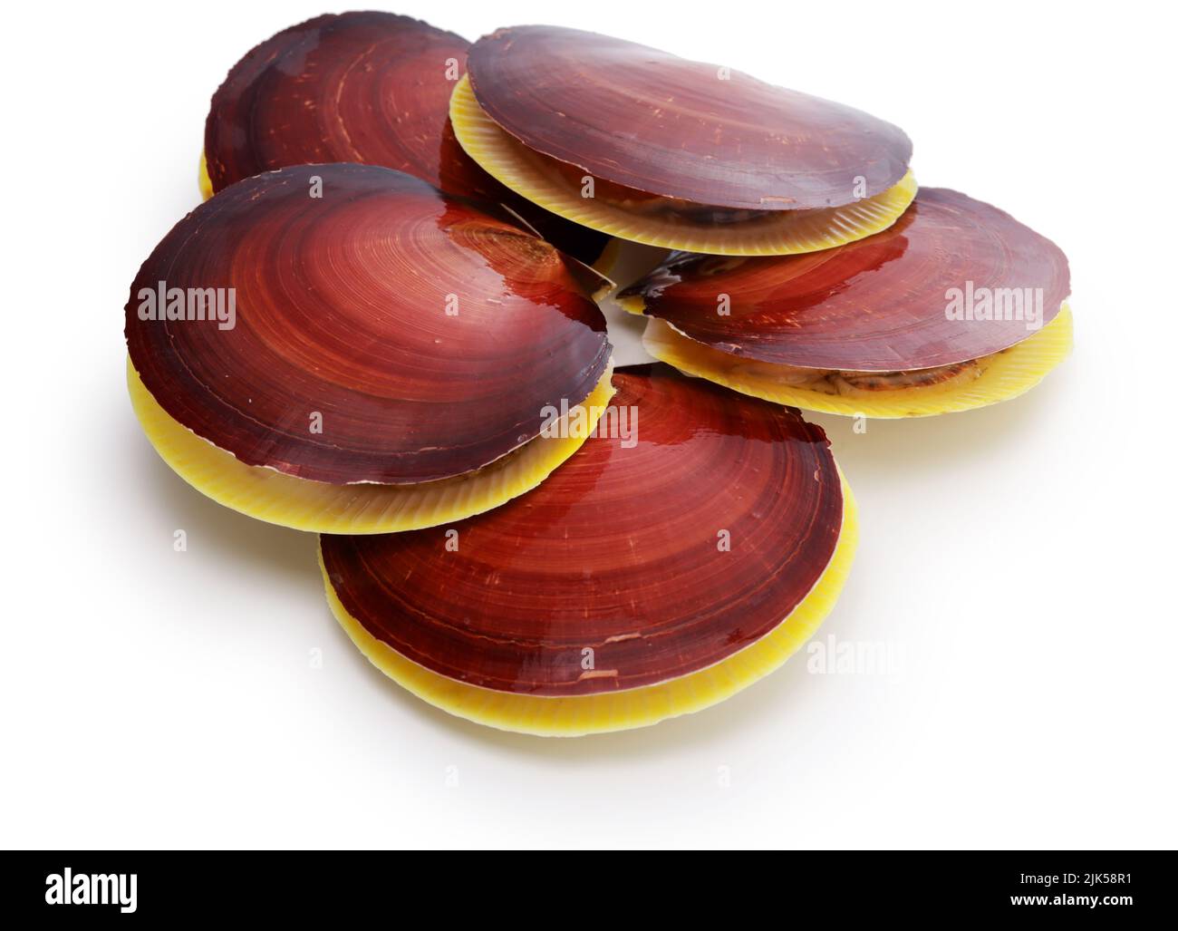 Japanese moon scallop isolated on white background Stock Photo - Alamy