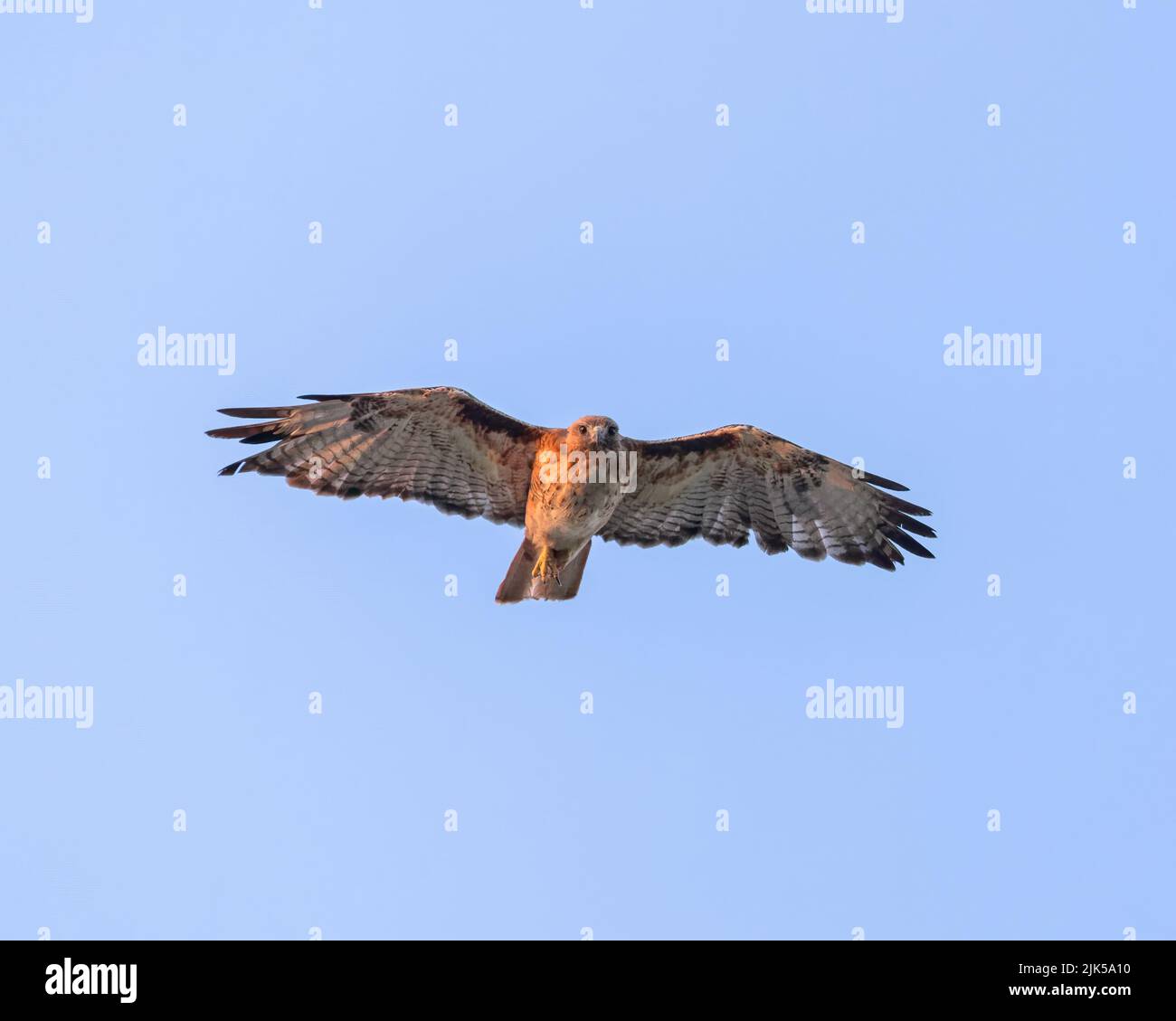 A Red-tailed Hawk in flight during Wyoming's golden hour Stock Photo ...