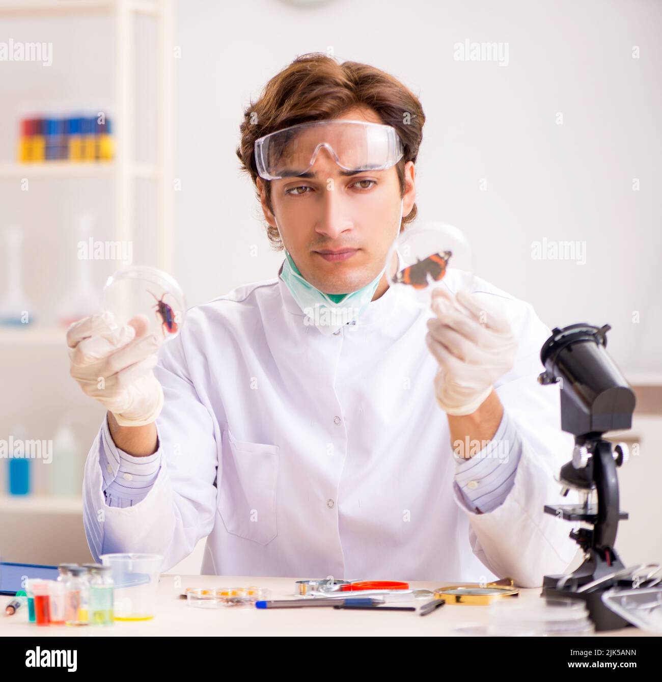 The male entomologist working in the lab on new species Stock Photo - Alamy