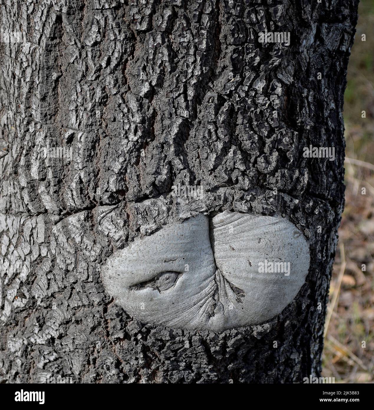 tree trunk in Quarry Lakes Regional Recreation Area, Fremont ...