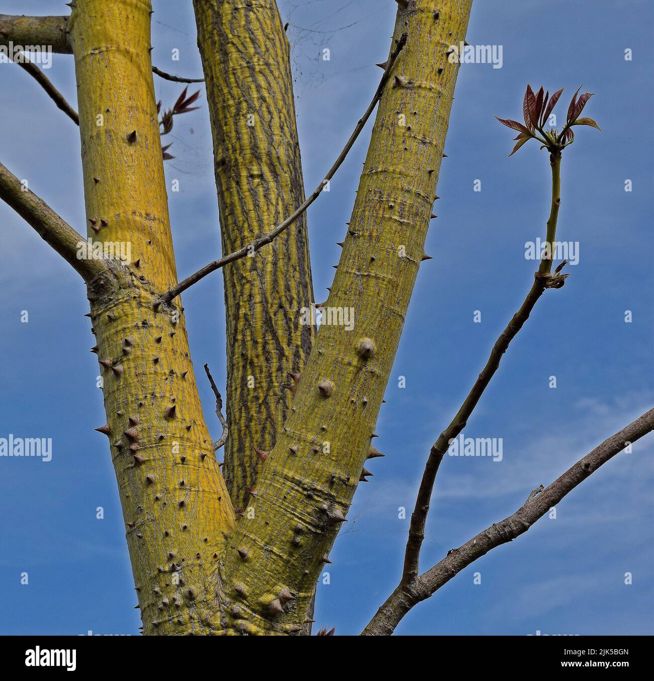 tree with thorns in Quarry Lakes Regional Recreation Area, Fremont ...