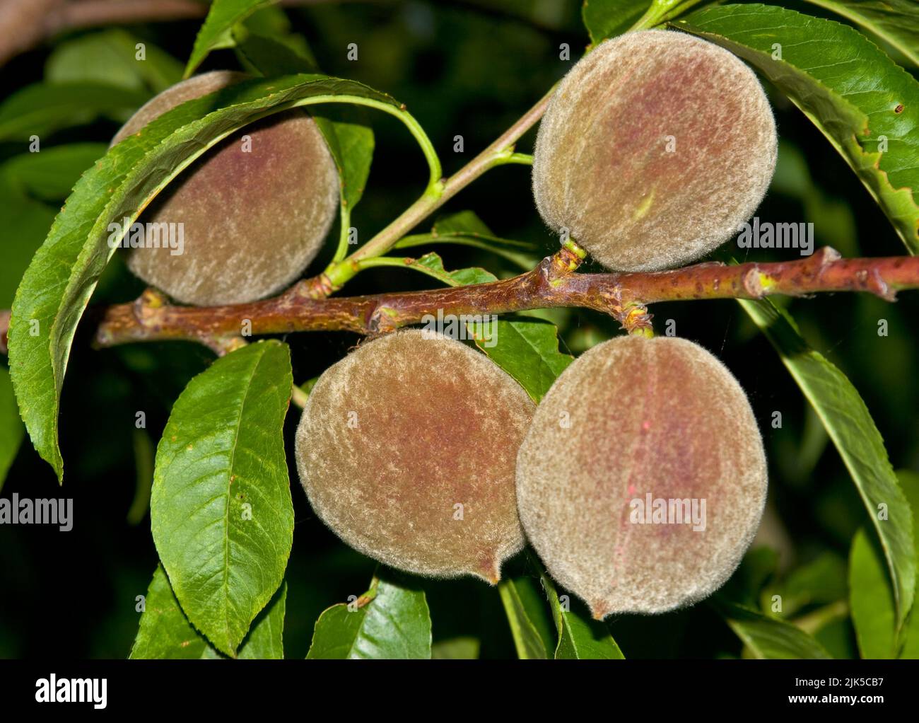 A Look at life in New Zealand. Blackboy Peaches (Prunus persica): a ...