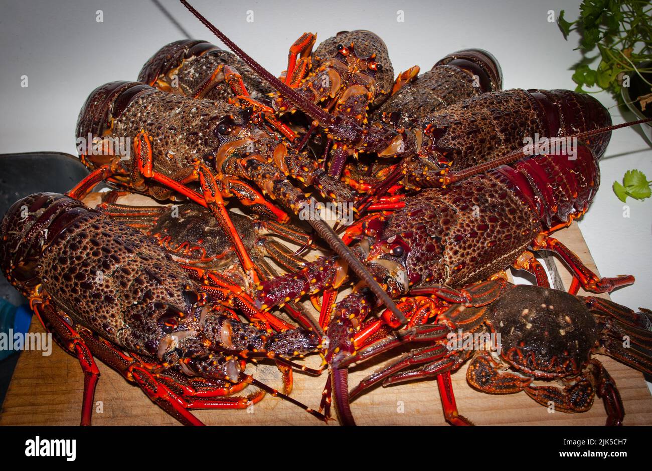 A Look at life in New Zealand. Crayfish (Spiny Rock Lobster) (Jasus ...