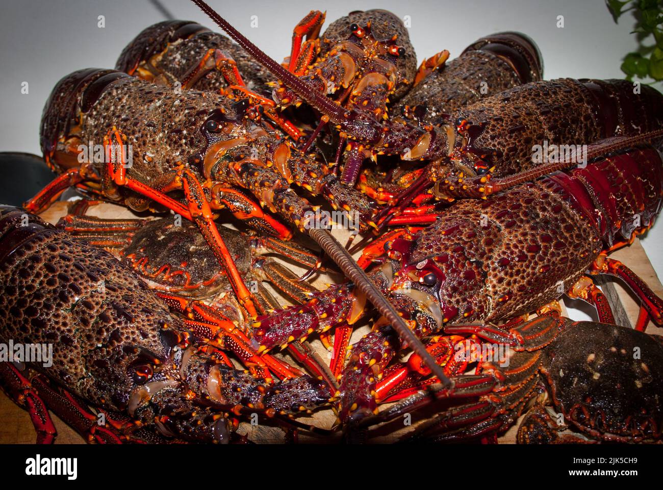A Look at life in New Zealand. Crayfish (Spiny Rock Lobster) (Jasus ...