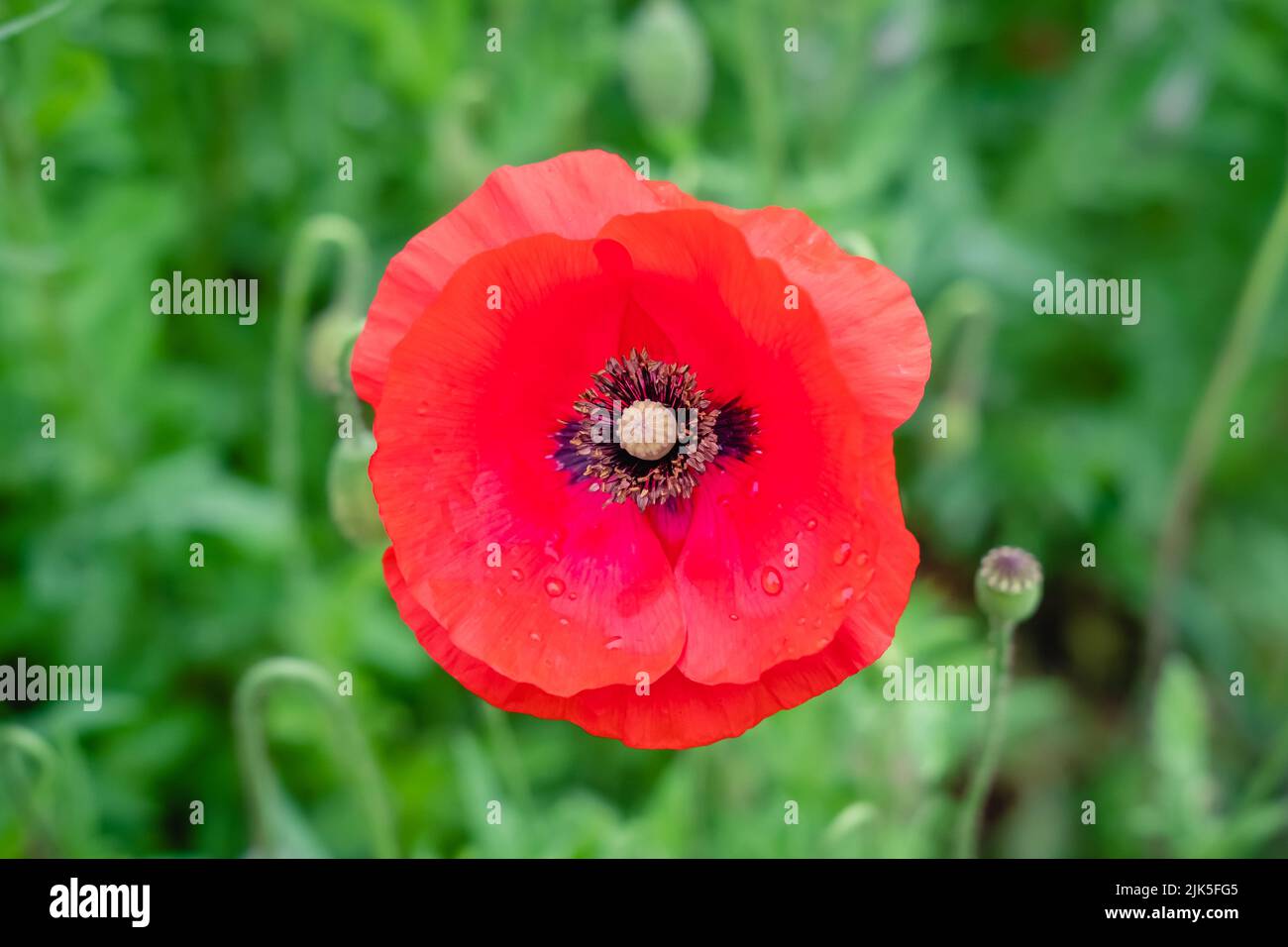 Spermology hi-res stock photography and images - Alamy
