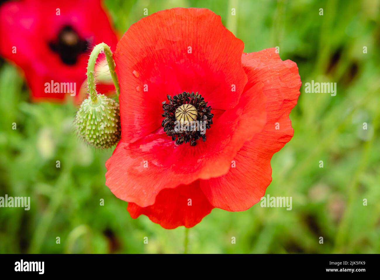Single Red Poppy in bloom against a green background. Bright red flower ...