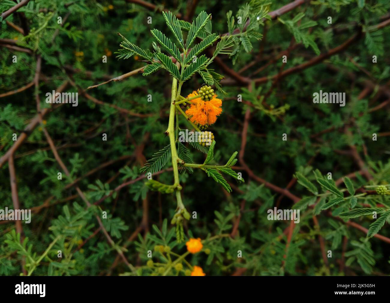 Acacia nilotica tree hi-res stock photography and images - Alamy
