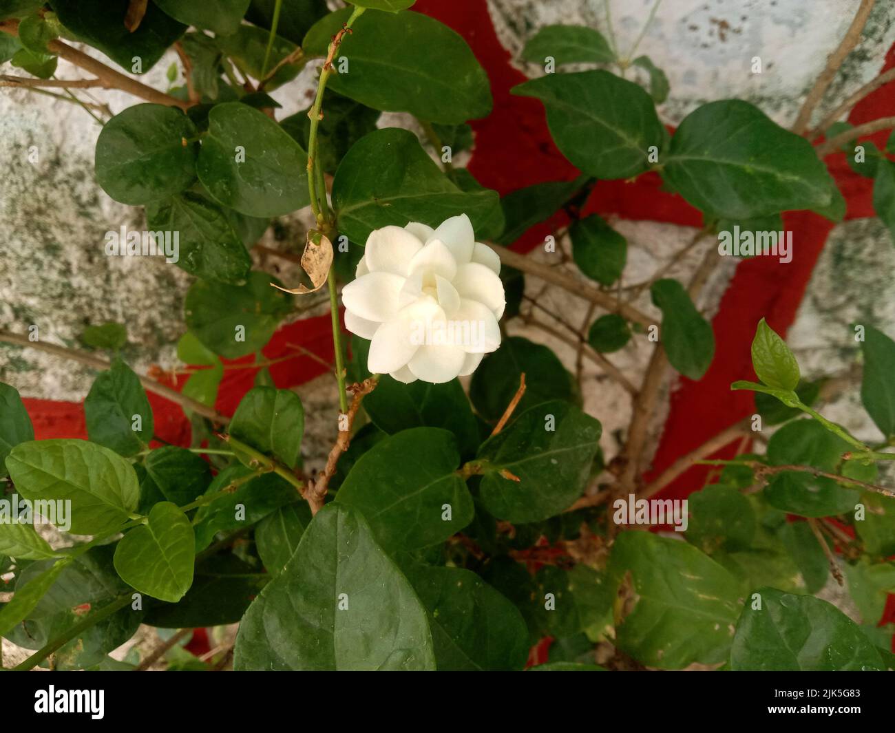 Sampaguita flower hi-res stock photography and images - Alamy