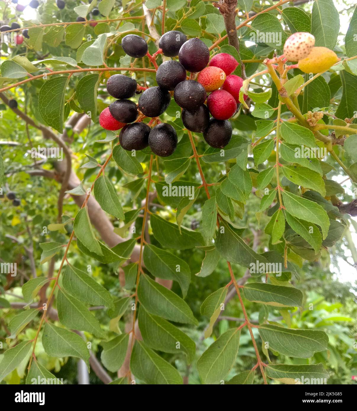 Ayurvedic and siddha medicine hi-res stock photography and images - Alamy