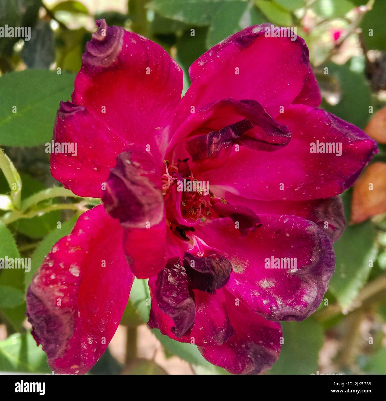 Real flower hi-res stock photography and images - Alamy