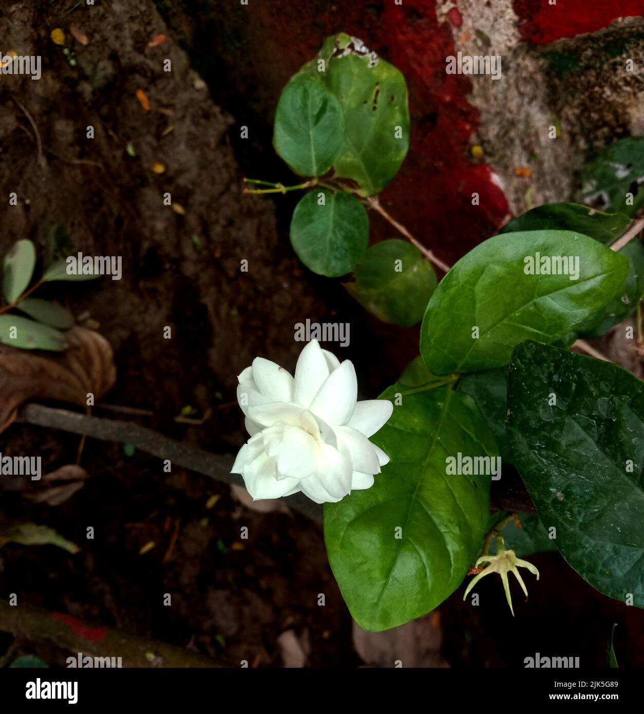 Sampaguita flower hi-res stock photography and images - Alamy