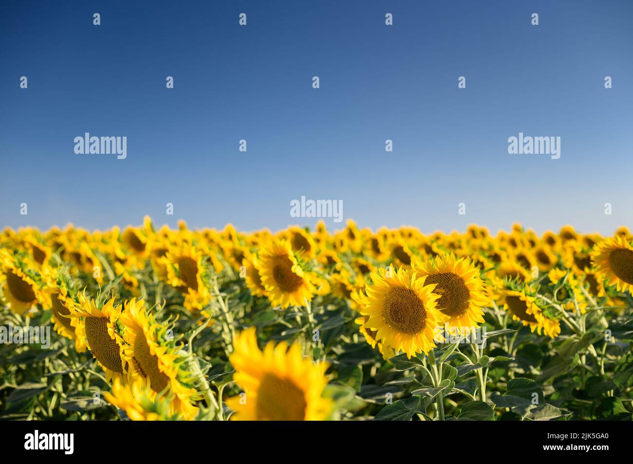 Beautiful sunflowers in the field natural background, Sunflower ...