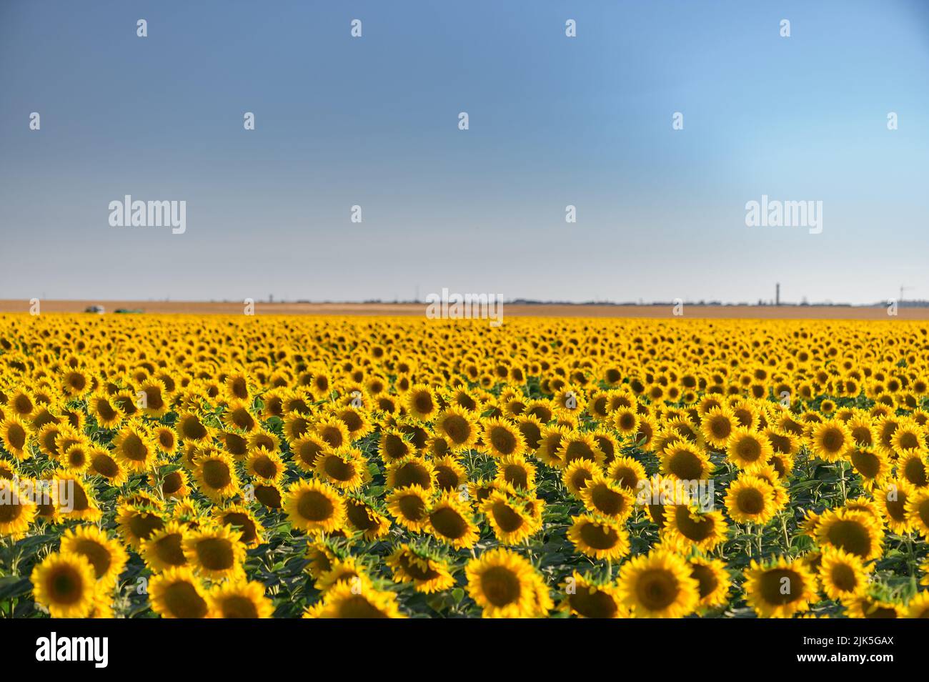 Beautiful sunflowers in the field natural background, Sunflower ...