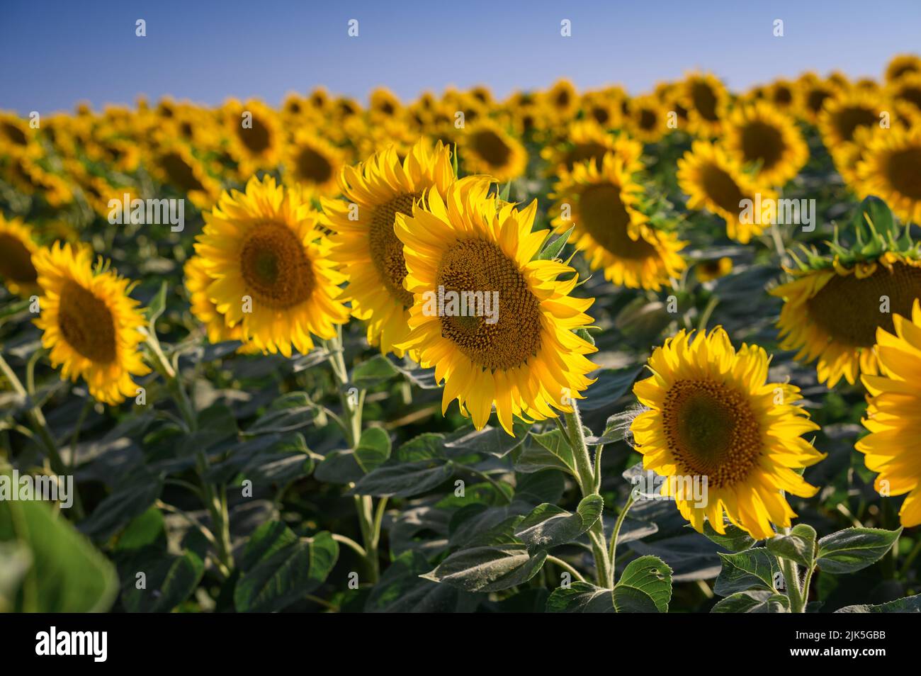 Beautiful sunflowers in the field natural background, Sunflower ...