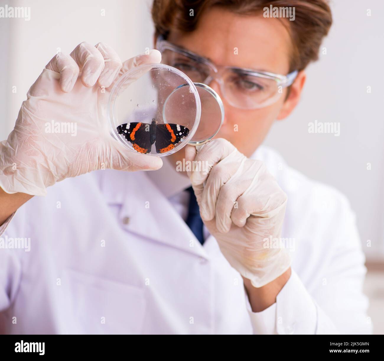 Scientist entomologist studying new butterfly species Stock Photo - Alamy