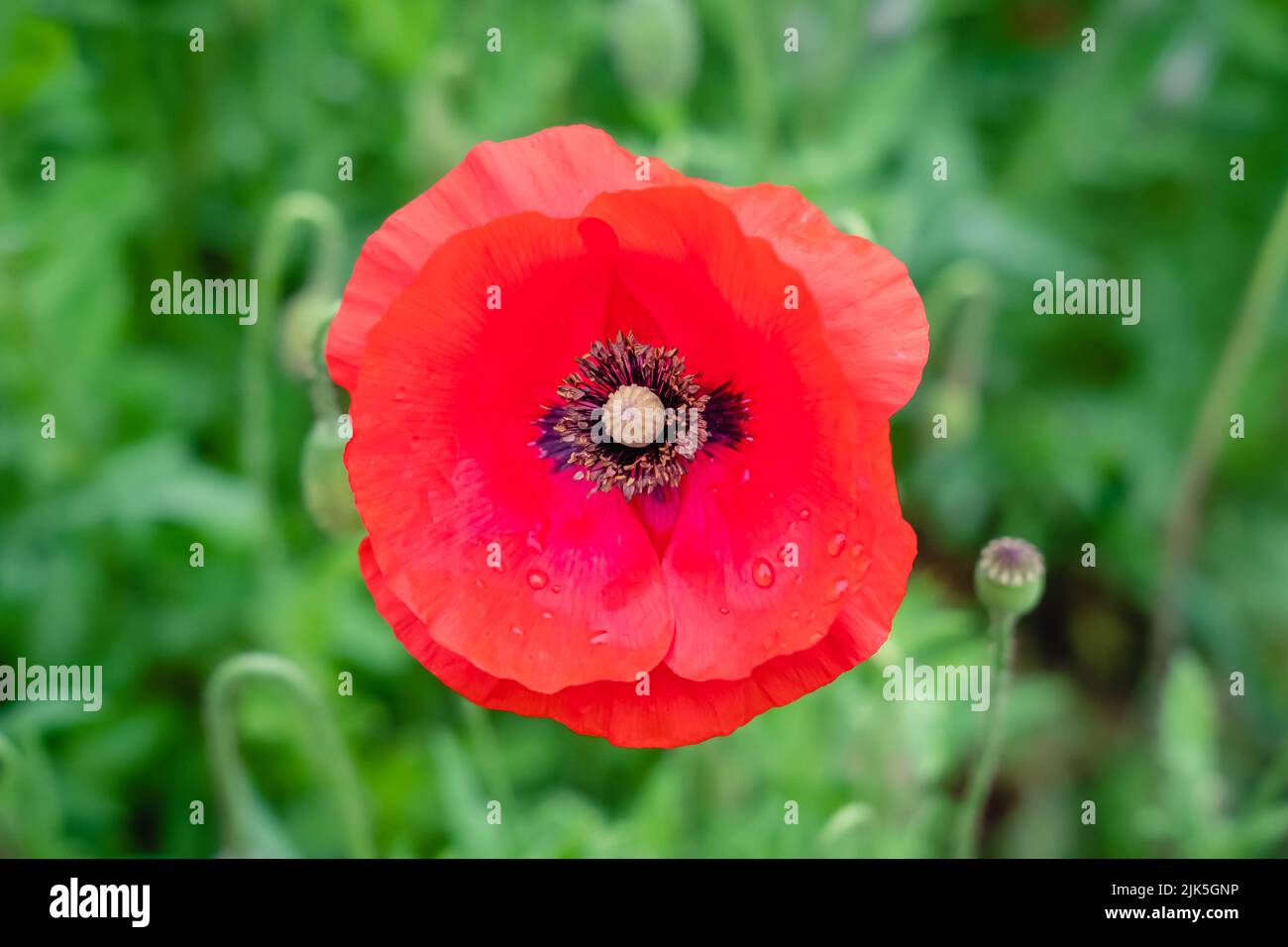 Single Red Poppy in bloom against green background Stock Photo - Alamy