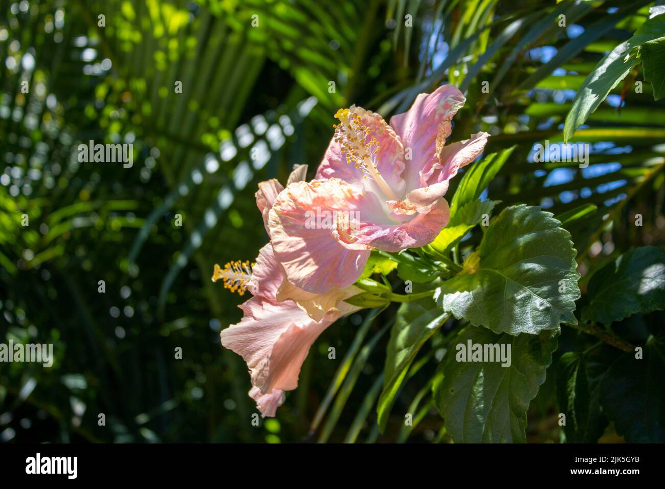 pink hibiscus in Hawaii Stock Photo - Alamy