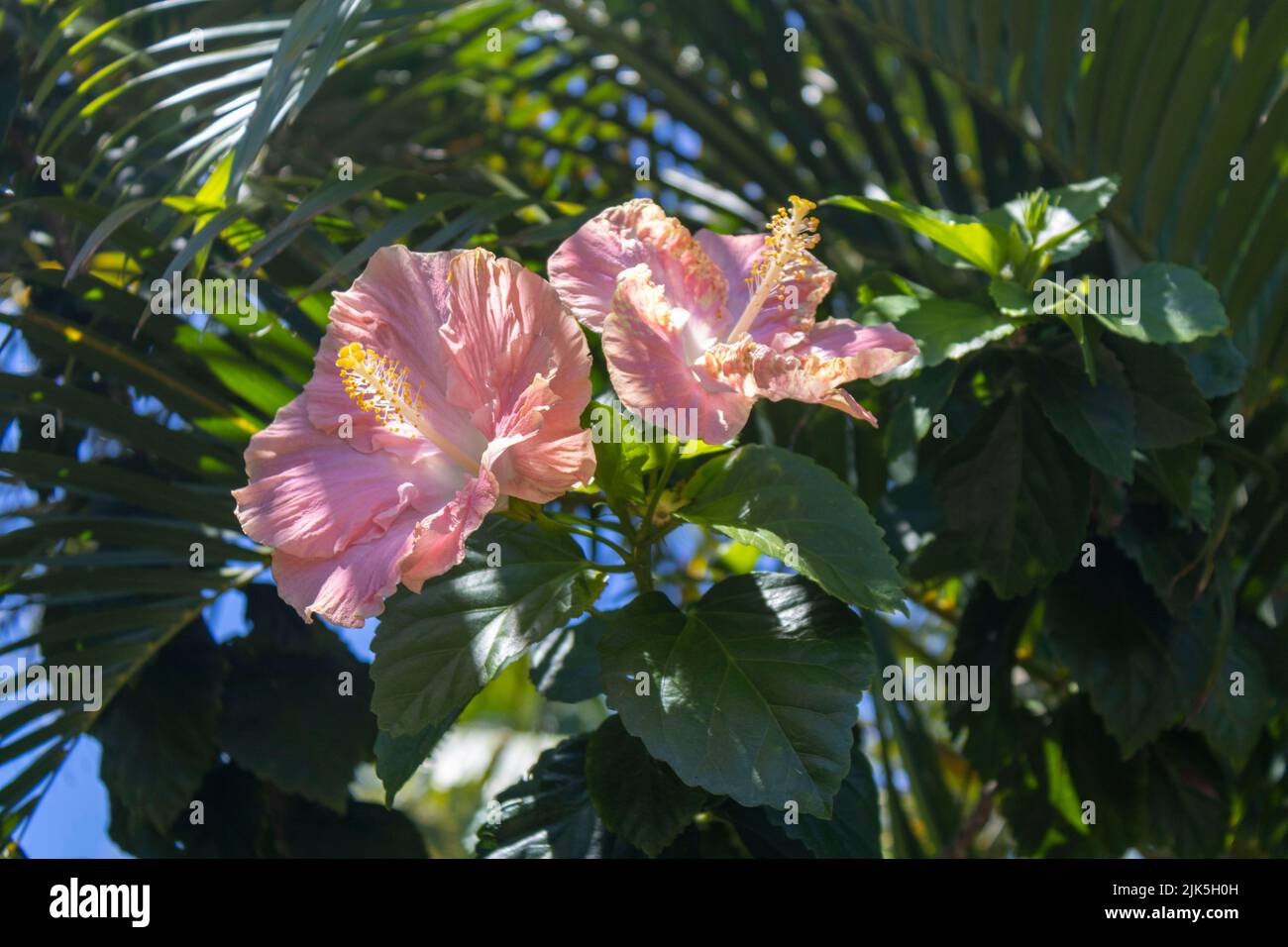 Pink hibiscus hawaii hi-res stock photography and images - Alamy
