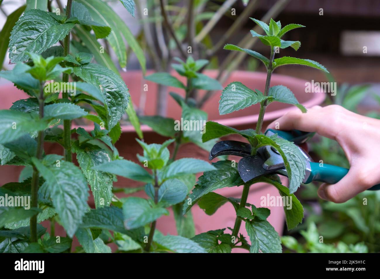 Picking Mint in the Vegetable Garden Stock Photo - Alamy