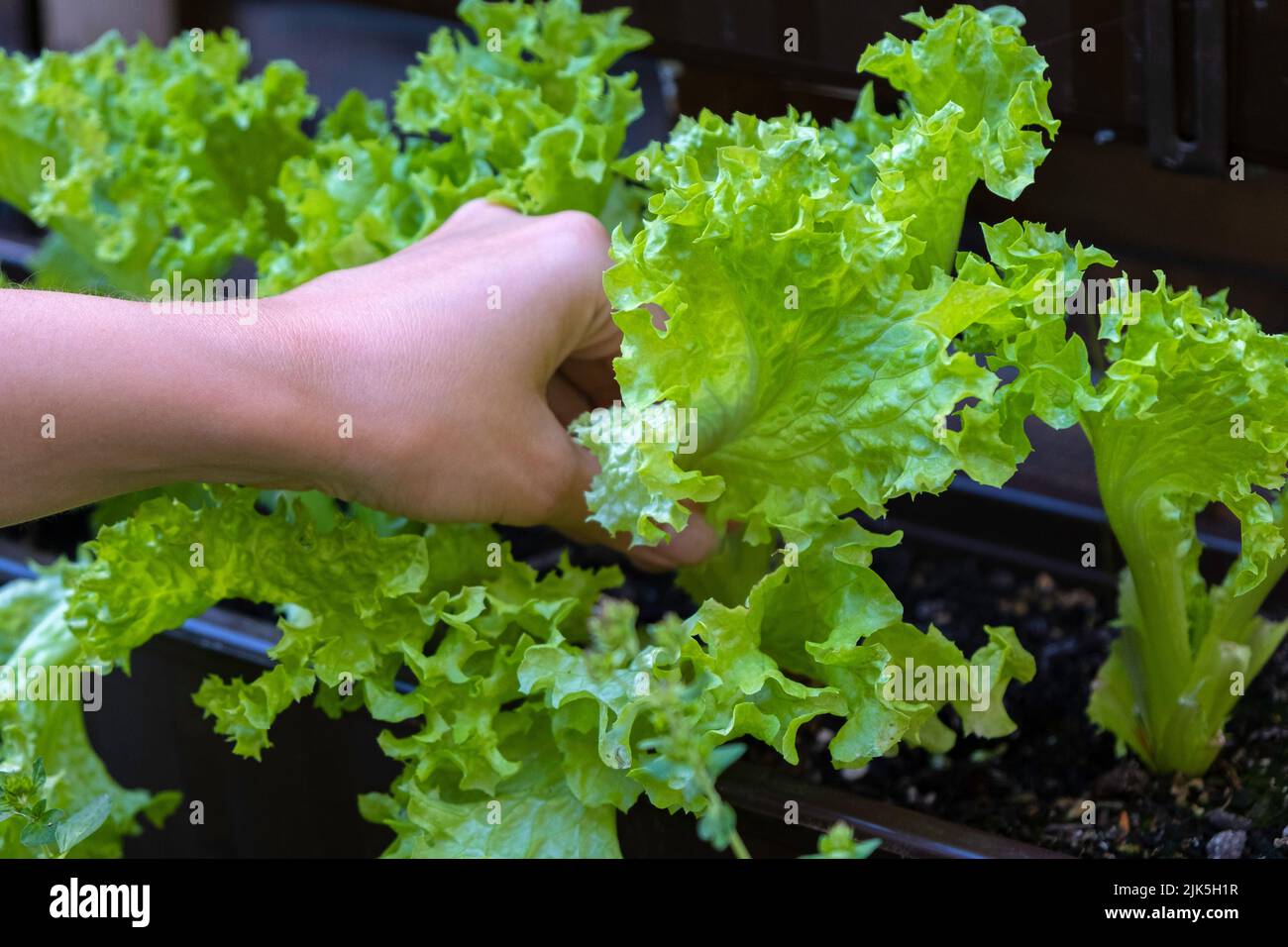 Hand picking lettuce, plant in vegetable garden, close up Stock Photo ...