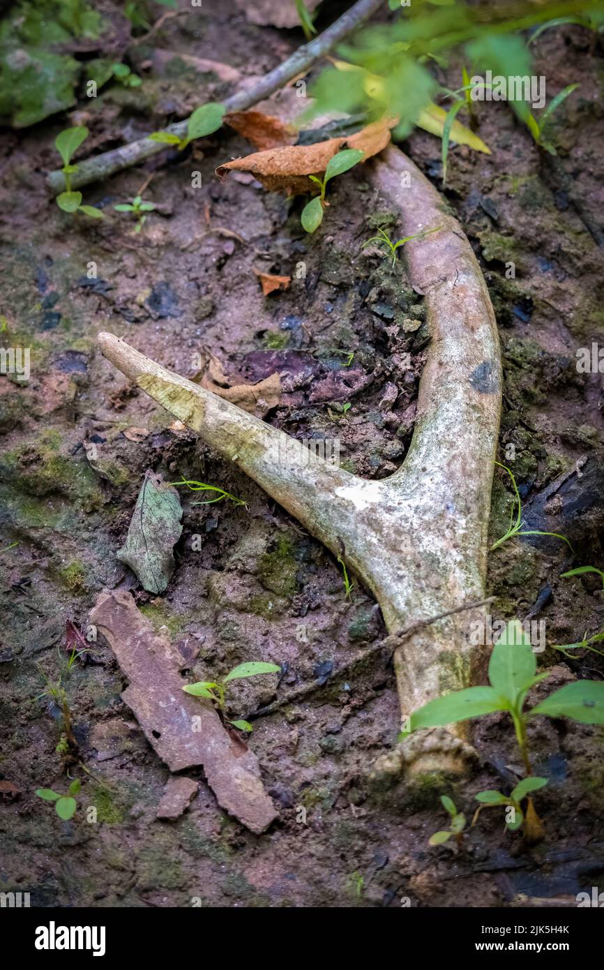 An old Whitetail Deer (Odocoileus virginianus) antler has gnaw marks on ...