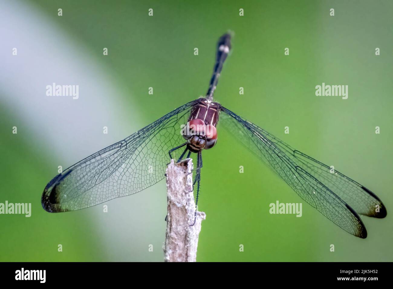A Swift Setwing (Dythemis velox) perches on a twig. Raleigh, North ...