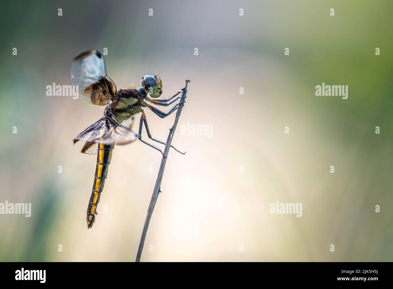 A female Widow Skimmer (Libellula luctuosa) perches on a twig. Plenty ...