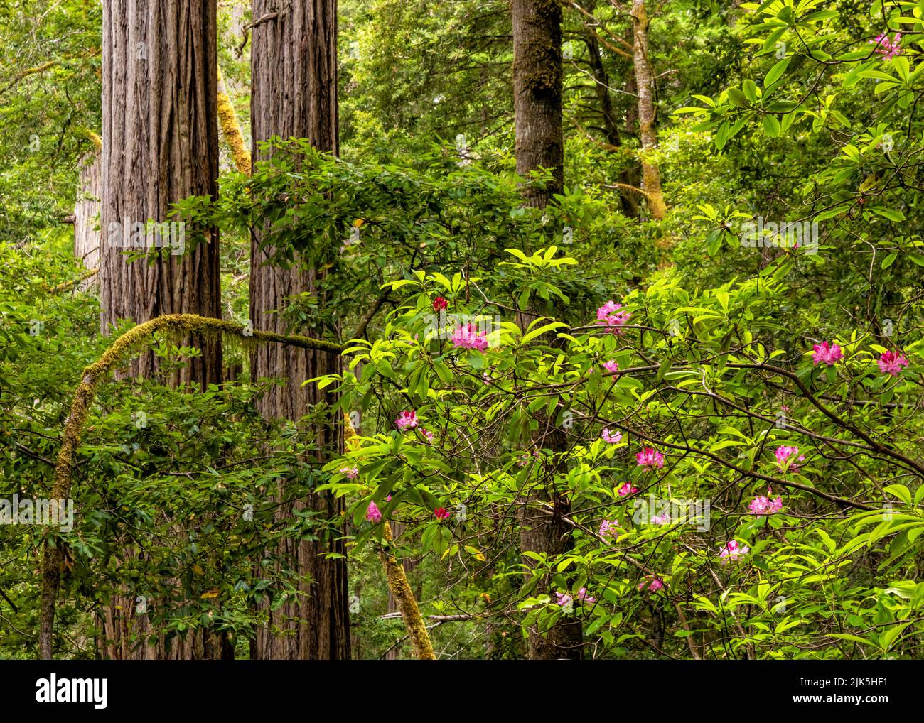 A rhododendron tree full of pink blossoms in a lush redwood forest ...