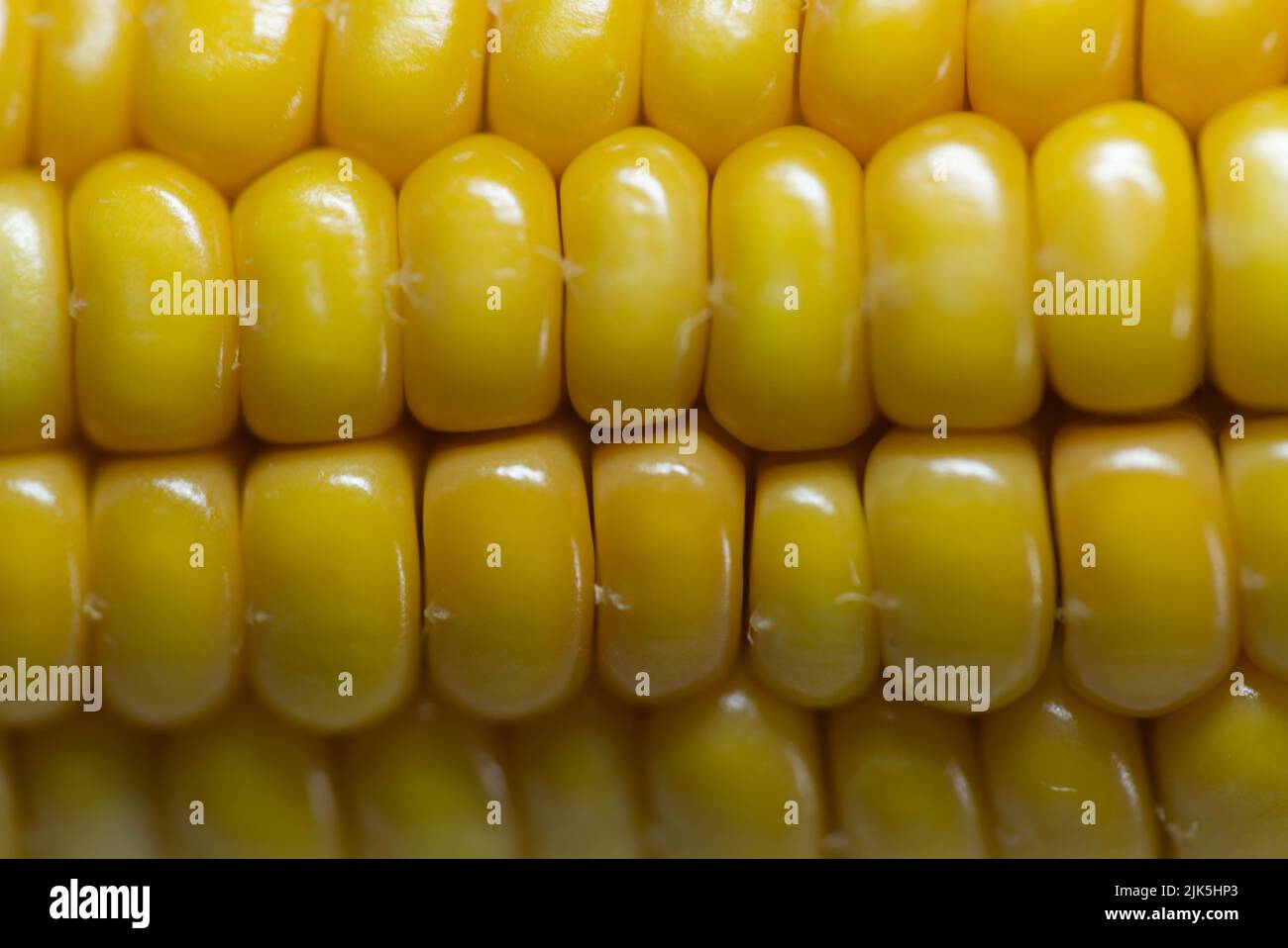 Corn kernels macro photograph. Close up Stock Photo - Alamy