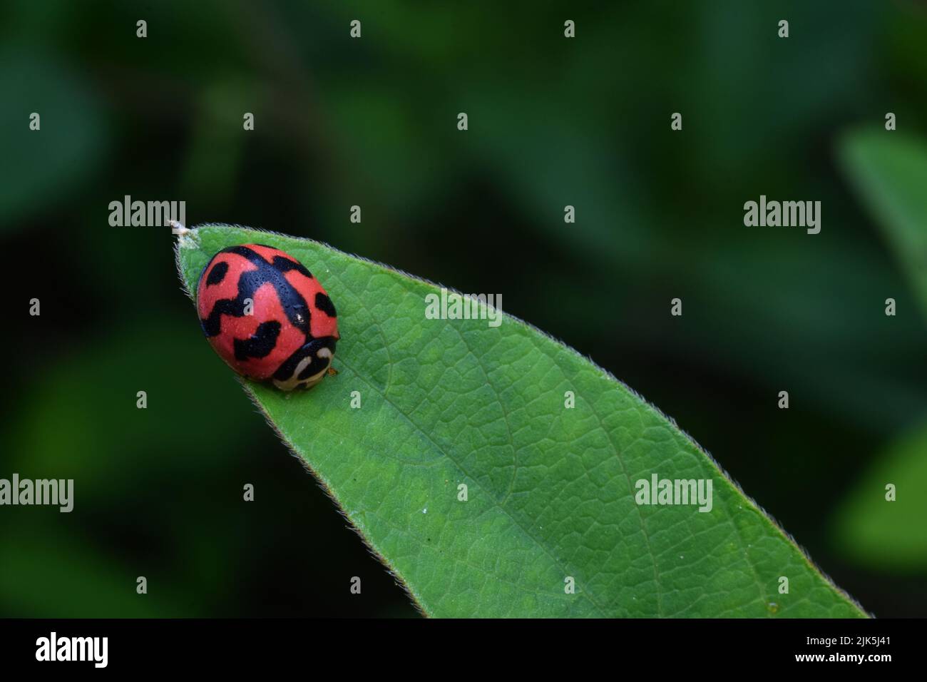 A ladybug crawling on green leaf Stock Photo - Alamy