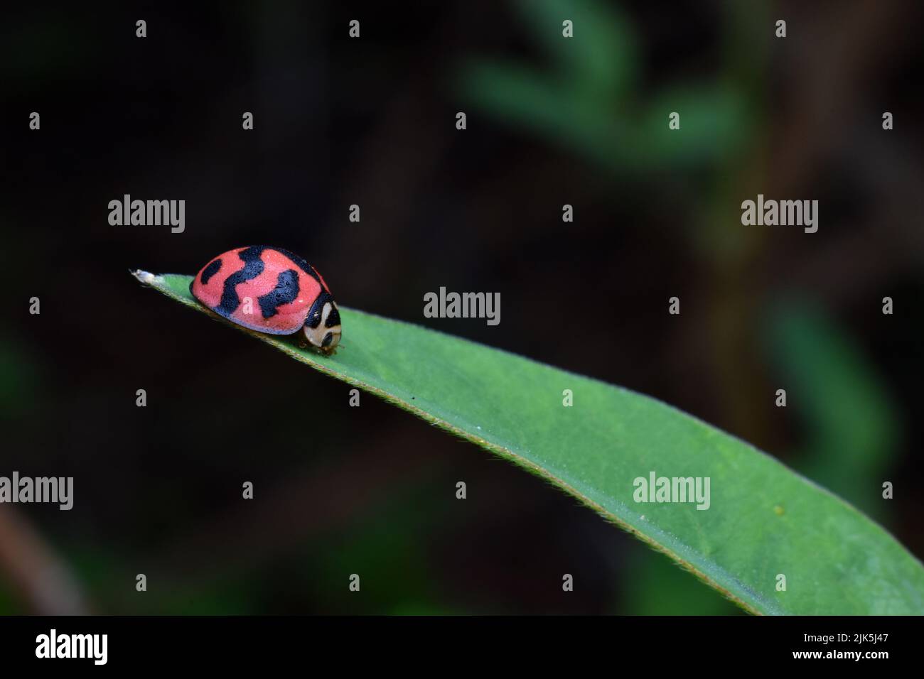 A ladybug crawling on green leaf Stock Photo - Alamy