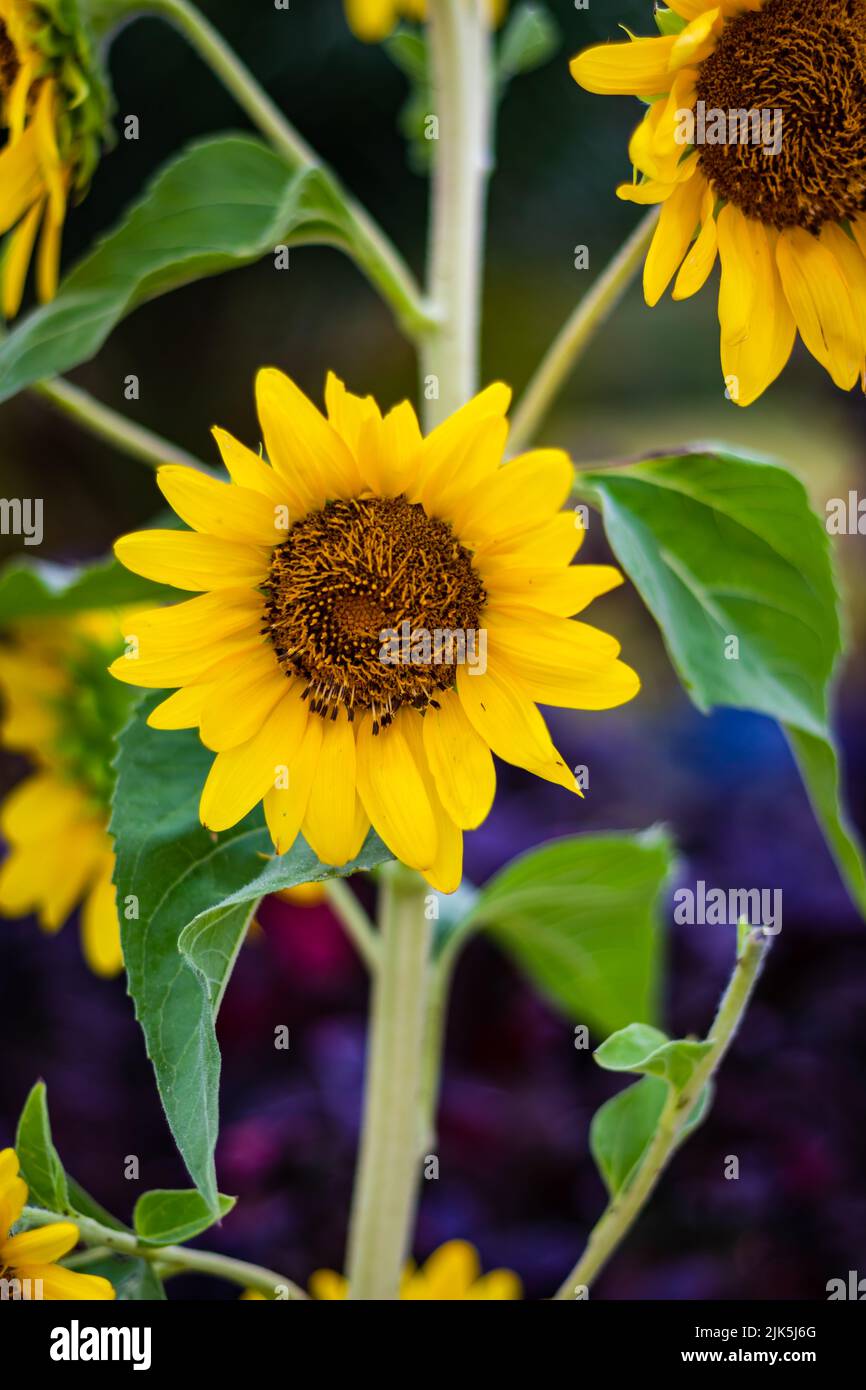 sunflower close up shot in details at day Stock Photo - Alamy