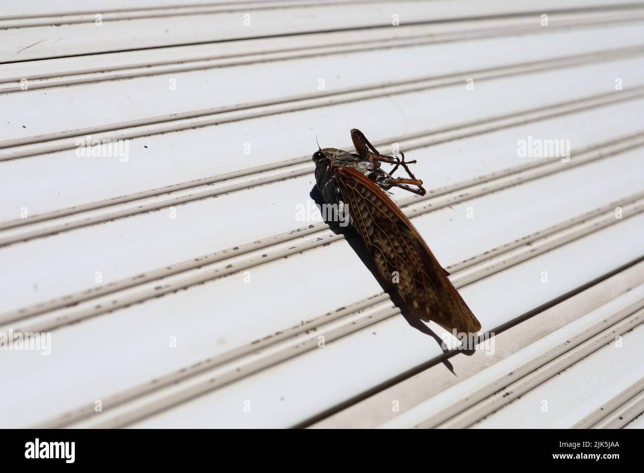 Dead cicadas on the balcony in summer. Summer in Japan Stock Photo - Alamy