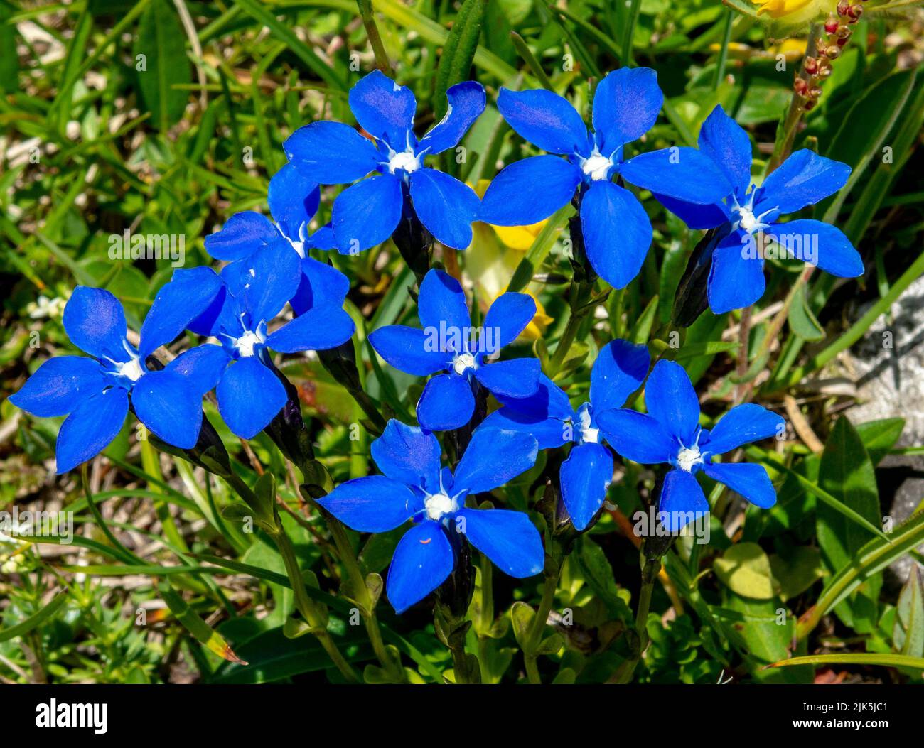 Blooming Gentiana verna in the summer. Flowering blue spring gentian in ...