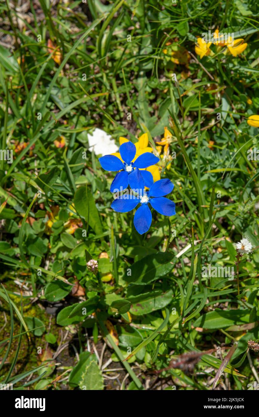 Blooming Gentiana verna in the summer. Flowering blue spring gentian in ...
